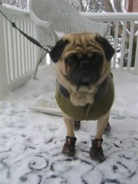 Puppies - Shadybrook Kennels