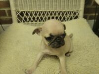 Puppies - Shadybrook Kennels